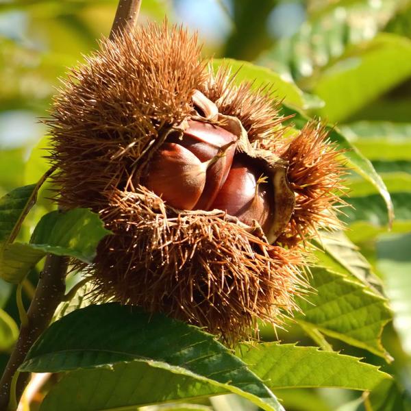 商品発送元："ITANSE農園セレクト通販"Healthy Herb &amp; Plants &amp; Foフラワー・ガーデニング、ガーデニング、苗物、野菜【品種特徴】天津甘栗(てんしんあまぐり)は、中国原産の栗で、やや小粒で果肉がしま...