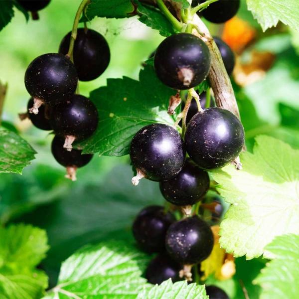 商品発送元："ITANSE農園セレクト通販"Healthy Herb &amp; Plants &amp; Foフラワー・ガーデニング、ガーデニング、苗物、野菜【品種特徴】ジャンボカシス チタニアは、スウェーデン原産の大実品種のカシスで、初...