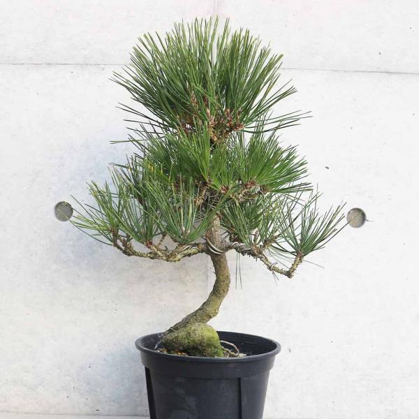 商品発送元："ITANSE農園セレクト通販"Healthy Herb &amp; Plants &amp; Foフラワー・ガーデニング、植木・盆栽・果樹黒松は五葉松に比べて葉が長く剛直なので、男らしい盆栽として五葉松と人気を二分する盆栽の代...