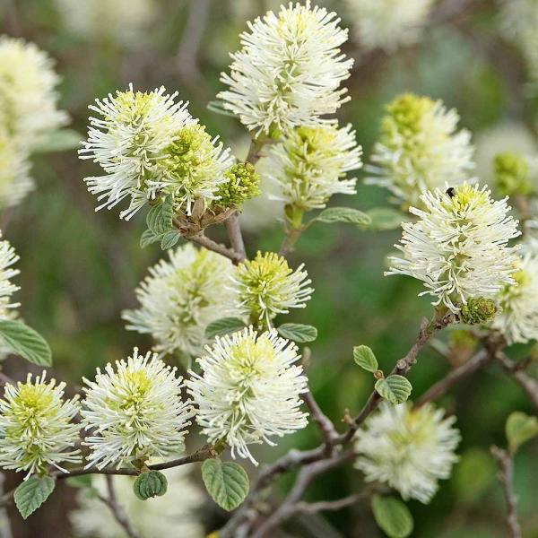 商品発送元："ITANSE農園セレクト通販"Healthy Herb &amp; Plants &amp; Foフラワー・ガーデニング、植木・盆栽・果樹【品種特徴】 ブルーシャドウは、涼しげなシルバーブルーの葉と、秋の紅葉がとても美しいフォ...