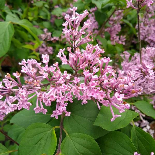 商品発送元："ITANSE農園セレクト通販"Healthy Herb &amp; Plants &amp; Foフラワー・ガーデニング、植木・盆栽・果樹【品種特徴】姫ライラック パリビンは、一般的なライラックよりも小型でコンパクトな樹形が特...