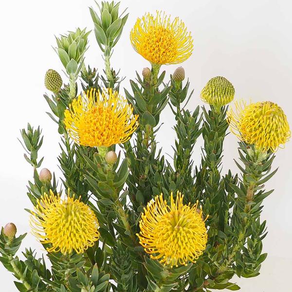 商品発送元："ITANSE農園セレクト通販"Healthy Herb &amp; Plants &amp; Foフラワー・ガーデニング、植木・盆栽・果樹【品種特徴】カーニバルイエローは、とても花付きがよい品種で、個性的で美しい花が魅力のリュ...