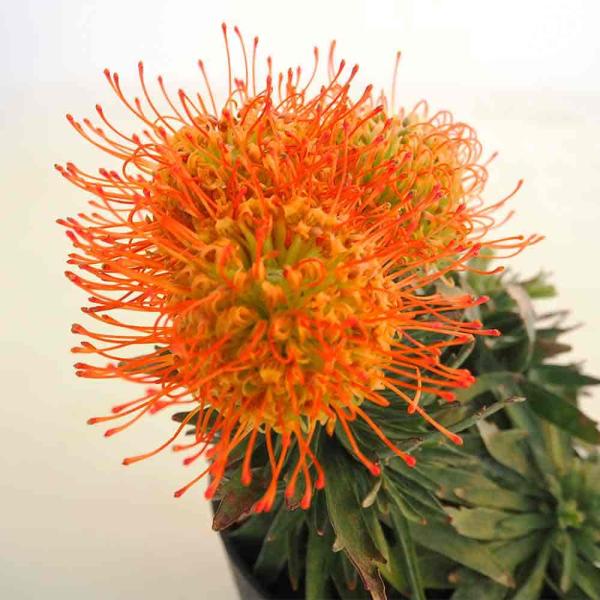 商品発送元："ITANSE農園セレクト通販"Healthy Herb &amp; Plants &amp; Foフラワー・ガーデニング、植木・盆栽・果樹【品種特徴】 ソーシンシアは、とても花付きがよい品種で、個性的で美しい花が魅力のリューコ...