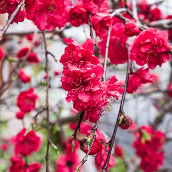 商品発送元："ITANSE農園セレクト通販"Healthy Herb &amp; Plants &amp; Foフラワー・ガーデニング、植木・盆栽・果樹【品種特徴】しだれ梅は、中国原産の観賞用の花梅で、柳のように優雅に垂れ下がった枝に、美し...