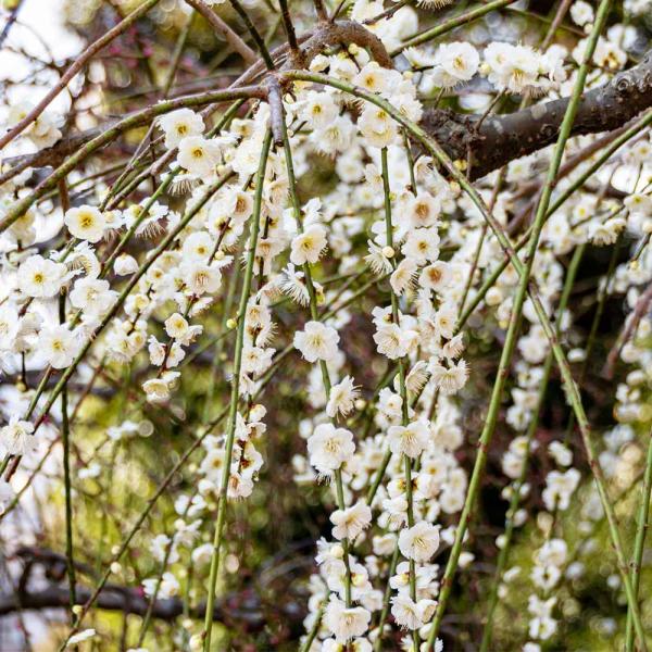 商品発送元："ITANSE農園セレクト通販"Healthy Herb &amp; Plants &amp; Foフラワー・ガーデニング、植木・盆栽・果樹【品種特徴】しだれ梅は、中国原産の観賞用の花梅で、柳のように優雅に垂れ下がった枝に、美し...