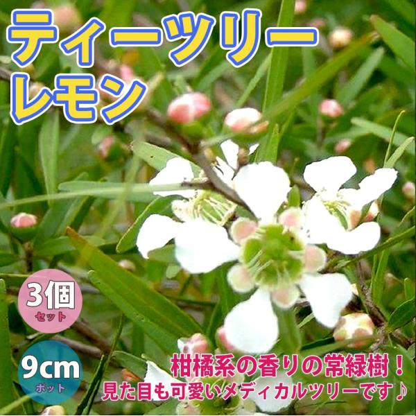 商品発送元："ITANSE農園セレクト通販"Healthy Herb &amp; Plants &amp; Foレモンの香りの常緑樹。大きくなればお庭のシンボルツリーにもフラワー・ガーデニング、ガーデニング、苗物、ハーブティーツリーレモン【...