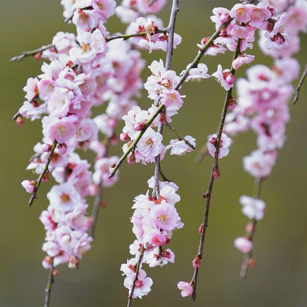 商品発送元："ITANSE農園セレクト通販"Healthy Herb &amp; Plants &amp; Foフラワー・ガーデニング、植木・盆栽・果樹【品種特徴】しだれ梅は、中国原産の観賞用の花梅で、柳のように優雅に垂れ下がった枝に、美し...