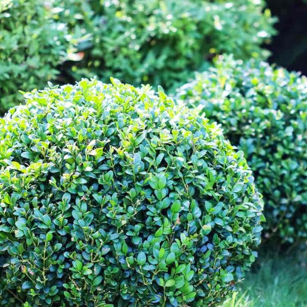 商品発送元："ITANSE農園セレクト通販"Healthy Herb &amp; Plants &amp; Foフラワー・ガーデニング、植木・盆栽・果樹【品種特徴】 ボックスウッドの玉仕立てです。 玉仕立ては、洋風庭園やエントランスの装飾に...