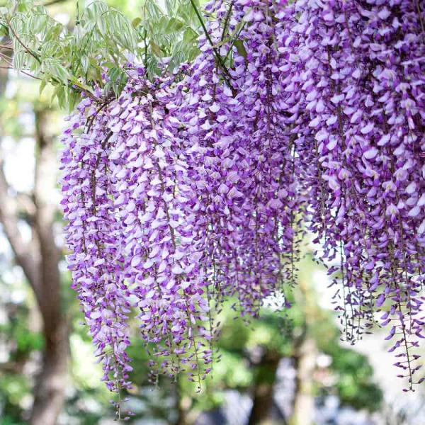 商品発送元："ITANSE農園セレクト通販"Healthy Herb &amp; Plants &amp; Foフラワー・ガーデニング、植木・盆栽・果樹【品種特徴】一才藤は、若木のうちから花を楽しむことができる花藤品種で、野田藤の系統です。...