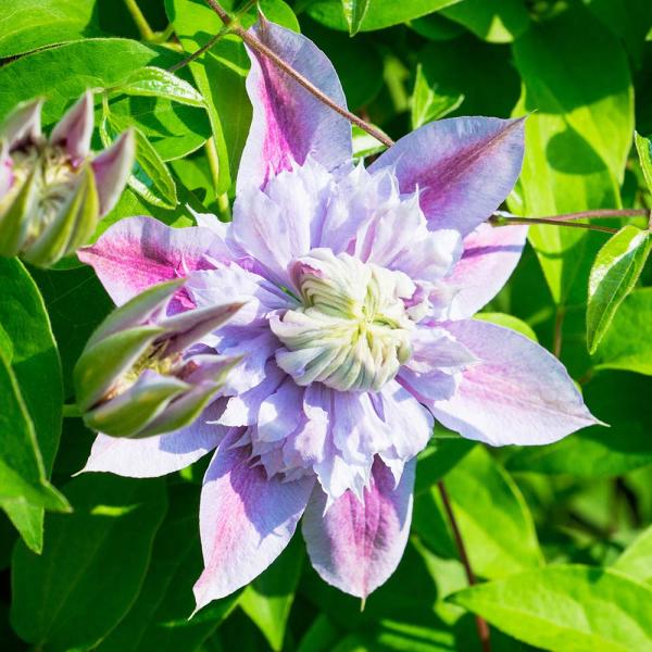 商品発送元："ITANSE農園セレクト通販"Healthy Herb &amp; Plants &amp; Foフラワー・ガーデニング、ガーデニング、苗物、花【品種特徴】水面の妖精(みなものようせい)は、フロリダ系の豪華な八重咲きのクレマチ...