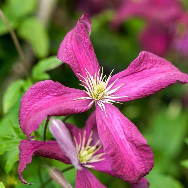 商品発送元："ITANSE農園セレクト通販"Healthy Herb &amp; Plants &amp; Foフラワー・ガーデニング、ガーデニング、苗物、花【品種特徴】ワンダフルは、オランダのJ. van Zoest BVによって作出され...