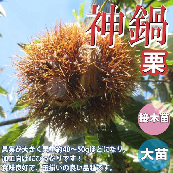 商品発送元："ITANSE農園セレクト通販"Healthy Herb &amp; Plants &amp; Foフラワー・ガーデニング、ガーデニング、苗物、野菜普通の栗の約2倍で最大50gにもなる超巨大栗！加工向けに適しています。食味良好で...