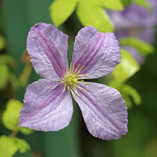 商品発送元："ITANSE農園セレクト通販"Healthy Herb &amp; Plants &amp; Foフラワー・ガーデニング、ガーデニング、苗物、花【品種特徴】霞(かすみ)は、群馬県前橋市で育種されたジャックマニー系のクレマチスで...