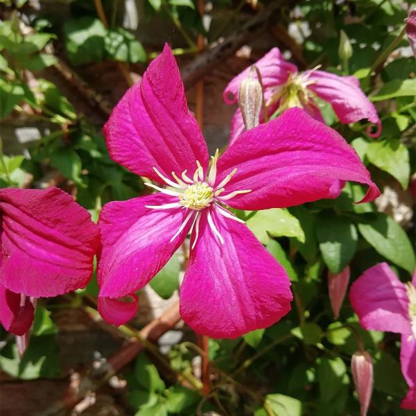 商品発送元："ITANSE農園セレクト通販"Healthy Herb &amp; Plants &amp; Foフラワー・ガーデニング、ガーデニング、苗物、花【品種特徴】マダムジュリアコレボンは、1899年にフランスのFrancisque ...