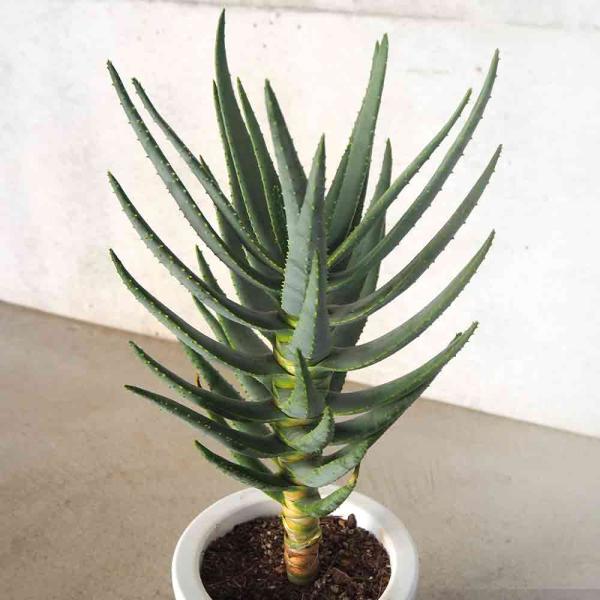 商品発送元："ITANSE農園セレクト通販"Healthy Herb &amp; Plants &amp; Foフラワー・ガーデニング、観葉植物【品種特徴】最大で10mもの高さに育つ、アロエの中でも屈指のサイズを誇る品種です。大株になると、...