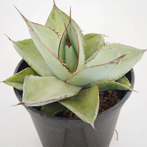 商品発送元："ITANSE農園セレクト通販"Healthy Herb &amp; Plants &amp; Foフラワー・ガーデニング、観葉植物【品種特徴】ホワイトアイスは、生長するにつれて、鋸歯(きょし：葉の縁にあるトゲ)が白くなる点が特...