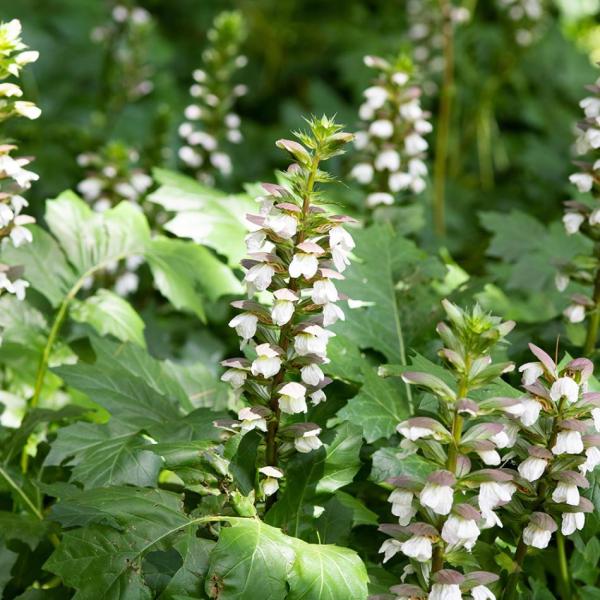 商品発送元："ITANSE農園セレクト通販"Healthy Herb &amp; Plants &amp; Foフラワー・ガーデニング、ガーデニング、苗物、花【品種特徴】ジェフアルバスは、白と淡いグリーンが美しい花穂を立ち上げる、洗練された...