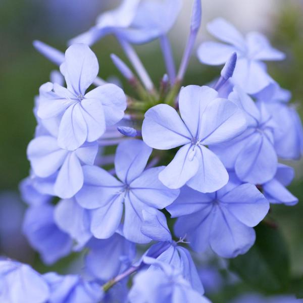 商品発送元："ITANSE農園セレクト通販"Healthy Herb &amp; Plants &amp; Foフラワー・ガーデニング、ガーデニング、苗物、花【品種特徴】インペリアルブルーは、南アフリカ出身の繊細な美しさを備えた花木です。通...