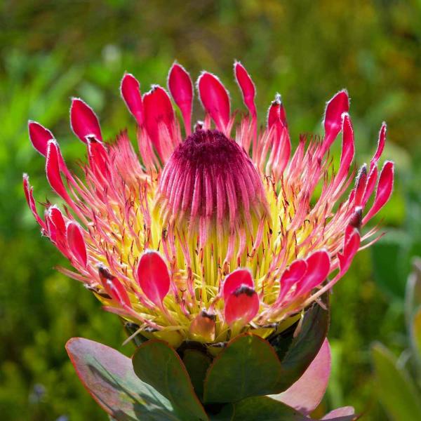 商品発送元："ITANSE農園セレクト通販"Healthy Herb &amp; Plants &amp; Foフラワー・ガーデニング、植木・盆栽・果樹【品種特徴】 エキシミアは、花に密が多く、シュガーブッシュとも呼ばれている品種です。 黄...