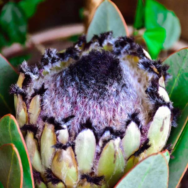 商品発送元："ITANSE農園セレクト通販"Healthy Herb &amp; Plants &amp; Foフラワー・ガーデニング、植木・盆栽・果樹【品種特徴】ネリイフォリア クリームは、南アフリカ原産のプロテア属の中でも育てやすく人気...