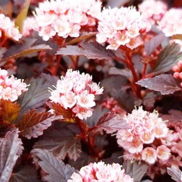 商品発送元："ITANSE農園セレクト通販"Healthy Herb &amp;amp; Plants &amp;amp; Foフラワー・ガーデニング、植木・盆栽・果樹【PVP登録品種・US登録番号：PP27986号/海外への持出や営利目的...