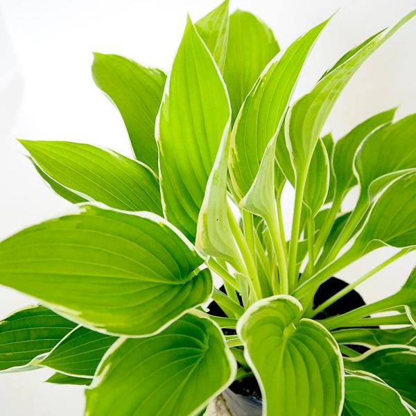 商品発送元："ITANSE農園セレクト通販"Healthy Herb &amp; Plants &amp; Foフラワー・ガーデニング、植木・盆栽・果樹【品種特徴】 ホスタ フランシーは、人の手で造られたような整った筋の線と、濃い緑色に細い...