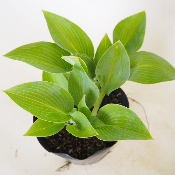 商品発送元："ITANSE農園セレクト通販"Healthy Herb &amp; Plants &amp; Foフラワー・ガーデニング、植木・盆栽・果樹【品種特徴】 斑入りの印象の強いホスタですが、ハルシオンはブルー系の単色でまっすぐな線の...