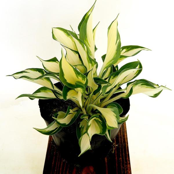 商品発送元："ITANSE農園セレクト通販"Healthy Herb &amp; Plants &amp; Foフラワー・ガーデニング、植木・盆栽・果樹【品種特徴】ホスタ ファイヤーアンドアイスは、まるで燃える炎のようにうねり上がる斑入り葉...