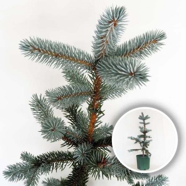 商品発送元："ITANSE農園セレクト通販"Healthy Herb &amp; Plants &amp; Foフラワー・ガーデニング、植木・盆栽・果樹【品種特徴】ピセア プンゲンス ホプシーは、マツ科トウヒ属の常緑針葉樹で、コロラドトウヒ...