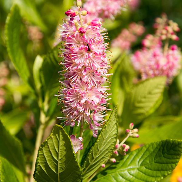 商品発送元："ITANSE農園セレクト通販"Healthy Herb &amp; Plants &amp; Foフラワー・ガーデニング、植木・盆栽・果樹【品種特徴】アメリカリョウブ ルビースパイスは、濃いピンク色の穂状の花をまっすぐ立ち上げ...