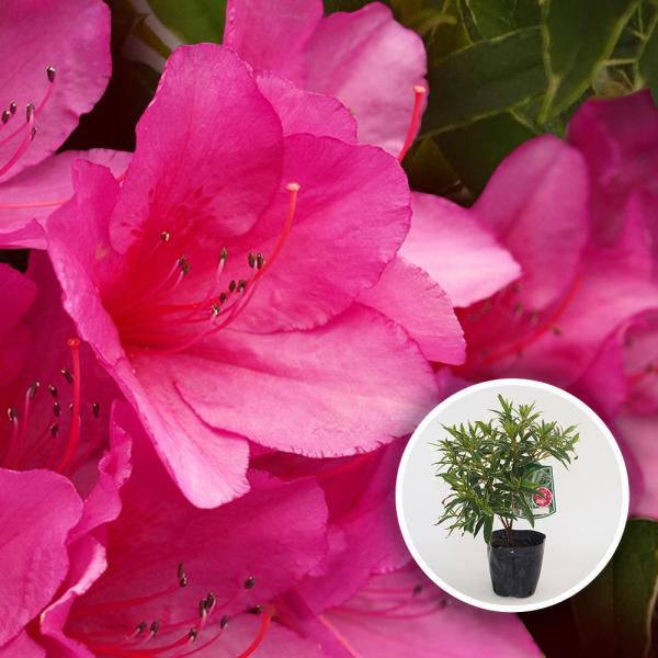 商品発送元："ITANSE農園セレクト通販"Healthy Herb &amp; Plants &amp; Foフラワー・ガーデニング、植木・盆栽・果樹【品種特徴】ヒラドツツジは、ツツジ科常緑低木で、長崎県平戸市で改良・育成されたツツジです...