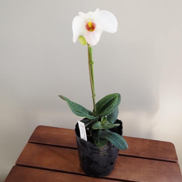 商品発送元："ITANSE農園セレクト通販"Healthy Herb &amp; Plants &amp; Foフラワー・ガーデニング、ガーデニング、苗物、花【品種特徴】パフィオペディルム ジョイスハセガワは、エマーソニーとデレナティーの交...