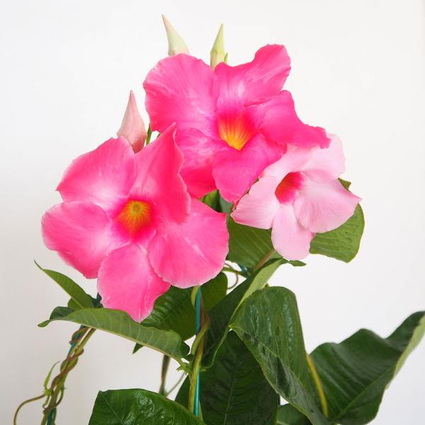 商品発送元："ITANSE農園セレクト通販"Healthy Herb &amp; Plants &amp; Foフラワー・ガーデニング、ガーデニング、苗物、花【品種特徴】 ローズジャイアントは、マンデビラの中でも大輪品種で、大きなラッパ状の...