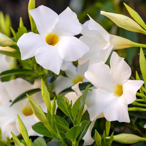 商品発送元："ITANSE農園セレクト通販"Healthy Herb &amp; Plants &amp; Foフラワー・ガーデニング、ガーデニング、苗物、花【品種特徴】 サマースターシリーズは、つる性植物であるマンデビラの中でもコンパクト...