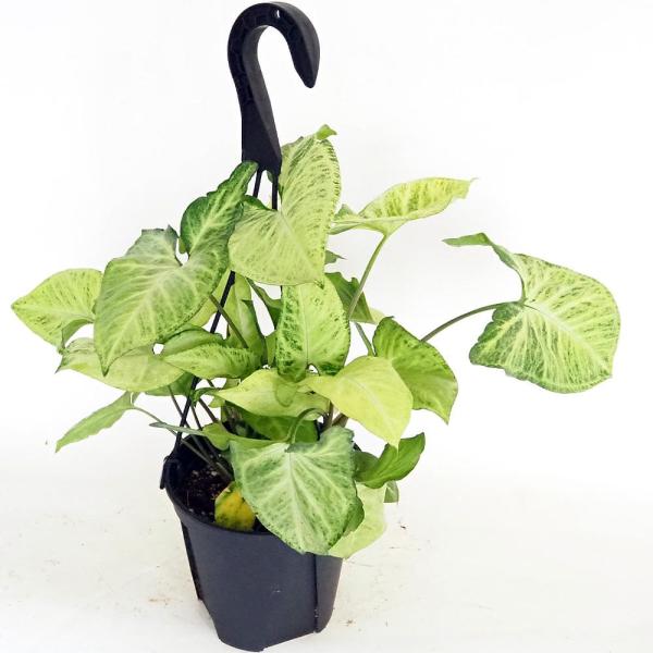 商品発送元："ITANSE農園セレクト通販"Healthy Herb &amp; Plants &amp; Foフラワー・ガーデニング、観葉植物【品種特徴】シンゴニウム(シンゴニューム) ロブスターは、シンゴニウムの中でも流通量が少ない希少...