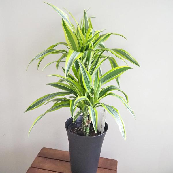 商品発送元："ITANSE農園セレクト通販"Healthy Herb &amp; Plants &amp; Foフラワー・ガーデニング、観葉植物【品種特徴】レモンライムは、ドラセナ ワーネッキーの中でも、特に葉が美しく人気がある品種です。細...