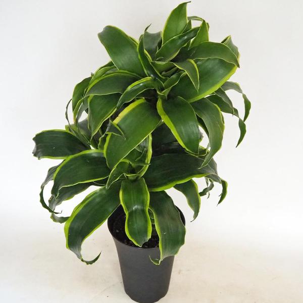商品発送元："ITANSE農園セレクト通販"Healthy Herb &amp; Plants &amp; Foフラワー・ガーデニング、観葉植物【品種特徴】 ドラセナ ドラドは、光沢のあるダークグリーンの葉と、鮮やかな黄色の覆輪斑(ふくりん...