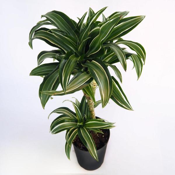 商品発送元："ITANSE農園セレクト通販"Healthy Herb &amp; Plants &amp; Foフラワー・ガーデニング、観葉植物【品種特徴】 初心者にも育てやすい観葉植物としてよく知られています。 カールを帯びた葉と濃い緑と...