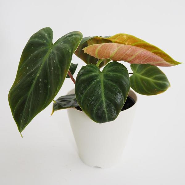 商品発送元："ITANSE農園セレクト通販"Healthy Herb &amp; Plants &amp; Foフラワー・ガーデニング、観葉植物【品種特徴】フィロデンドロンエルチョコレッドは、ビロードのような質感の葉をもつフィロデンドロン。...