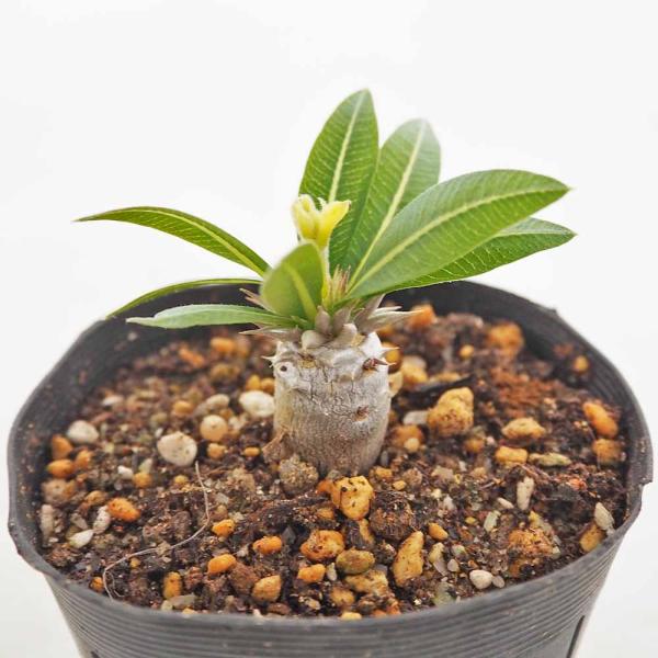 商品発送元："ITANSE農園セレクト通販"Healthy Herb &amp; Plants &amp; Foフラワー・ガーデニング、観葉植物【品種特徴】パキポディウム・ブレビカウレは、マダガスカル原産のユニークな塊根植物で、多肉植物愛好...