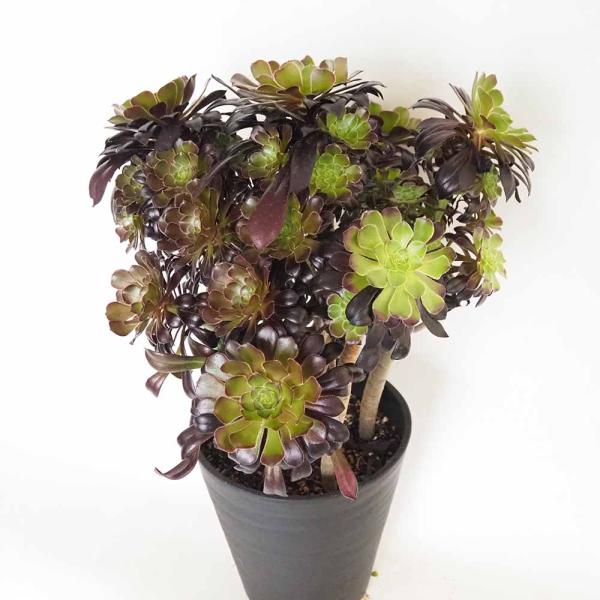 商品発送元："ITANSE農園セレクト通販"Healthy Herb &amp; Plants &amp; Foフラワー・ガーデニング、観葉植物【品種特徴】 黒法師は、アエオニウム属の中でも代表的な園芸品種です。 葉は光沢を持ち、黒紫色に色...