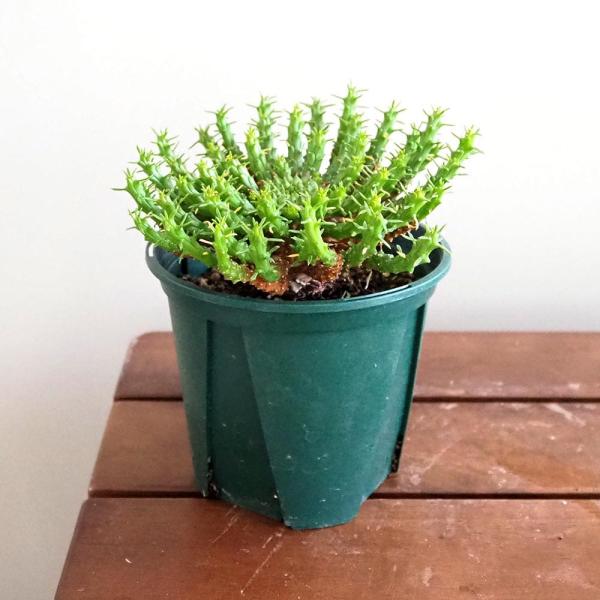 商品発送元："ITANSE農園セレクト通販"Healthy Herb &amp; Plants &amp; Foフラワー・ガーデニング、観葉植物【品種特徴】ユーフォルビア フラナガニーは、南アフリカ原産のトウダイグサ科の多肉植物で、和名を孔...