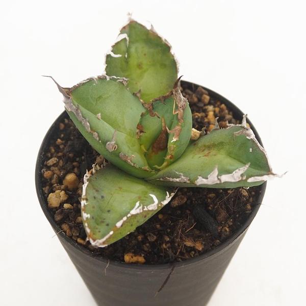 商品発送元："ITANSE農園セレクト通販"Healthy Herb &amp; Plants &amp; Foフラワー・ガーデニング、観葉植物【品種特徴】 アガベ チタノタ ゴジラは、鋭く暴れるような鋸歯と、トップスピン(葉先の鋭いトゲ)...