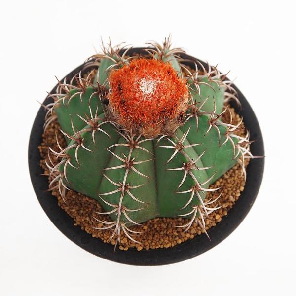 商品発送元："ITANSE農園セレクト通販"Healthy Herb &amp; Plants &amp; Foフラワー・ガーデニング、観葉植物【品種特徴】メロカクタス マタンザヌスは、キューバ北部沿岸を原産地とする小型のサボテンで、特徴的...