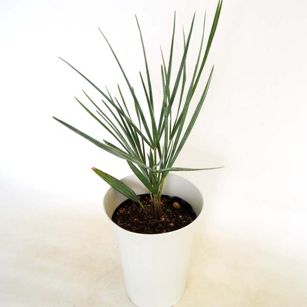 商品発送元："ITANSE農園セレクト通販"Healthy Herb &amp; Plants &amp; Foフラワー・ガーデニング、観葉植物【品種特徴】セリフェラは、スペインやモロッコなど地中海沿岸原産の耐寒性ヤシです。本種はチャメロプ...