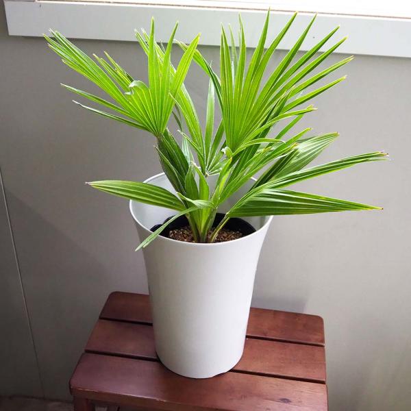 商品発送元："ITANSE農園セレクト通販"Healthy Herb &amp; Plants &amp; Foフラワー・ガーデニング、観葉植物【品種特徴】チャボトウジュロ ボルケーノ (チャメロプス ボルケーノ)は、イタリア・シチリア島原...