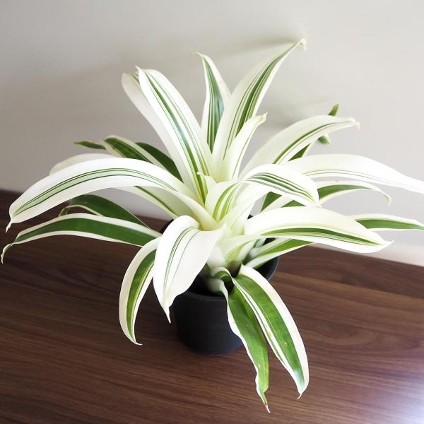 商品発送元："ITANSE農園セレクト通販"Healthy Herb &amp; Plants &amp; Foフラワー・ガーデニング、観葉植物【品種特徴】江(ゴウ)は、竹豊園オリジナルのフリーセア・レッドキングの突然変異種です。花持ちが良...