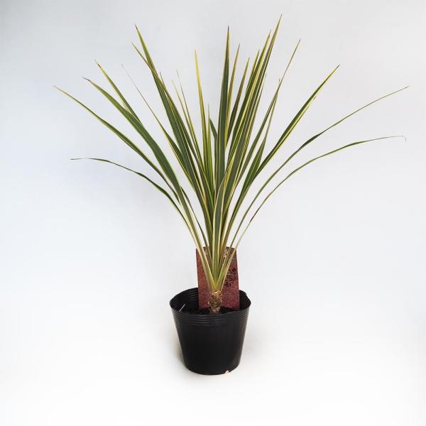 商品発送元："ITANSE農園セレクト通販"Healthy Herb &amp; Plants &amp; Foフラワー・ガーデニング、観葉植物【品種特徴】コルディリネ ダズラーディライト(ダズラーデライト)は、暑さや寒さ、乾燥に強い、丈夫...