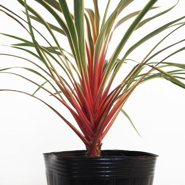商品発送元："ITANSE農園セレクト通販"Healthy Herb &amp; Plants &amp; Foフラワー・ガーデニング、観葉植物【PVP出願品種/海外への持出や営利目的の増殖は禁止されています】【品種特徴】コルディリネ マジ...