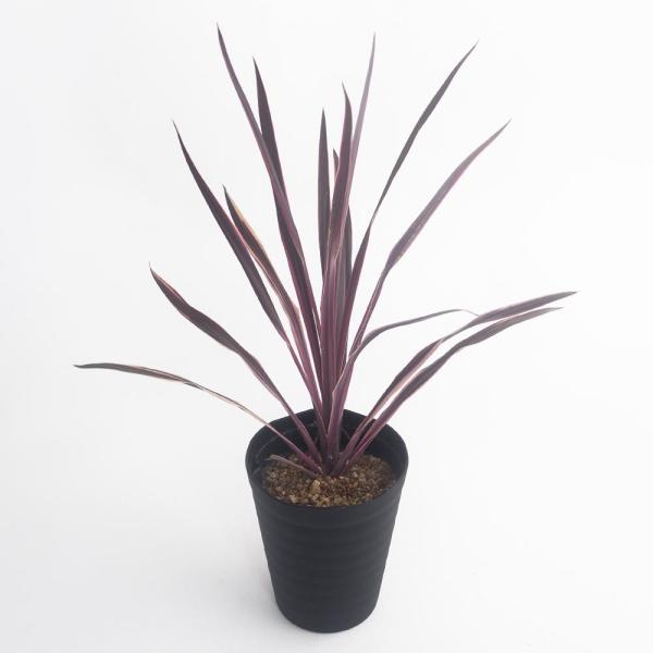 商品発送元："ITANSE農園セレクト通販"Healthy Herb &amp; Plants &amp; Foフラワー・ガーデニング、観葉植物【品種特徴】コルディリネ パソ・ドブレは、細くシャープな葉が放射状に広がり、鮮やかなピンク色と紫...